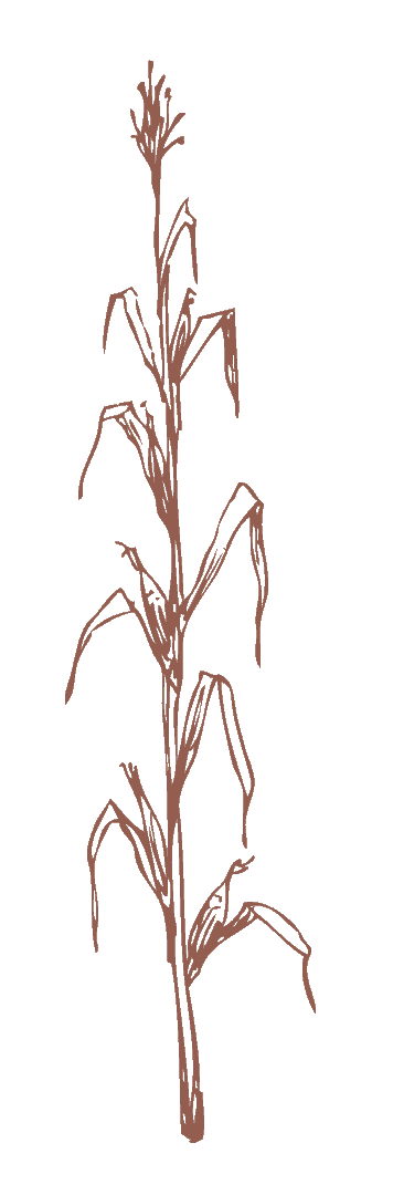 Cherokee Foodways - Tribal Foods