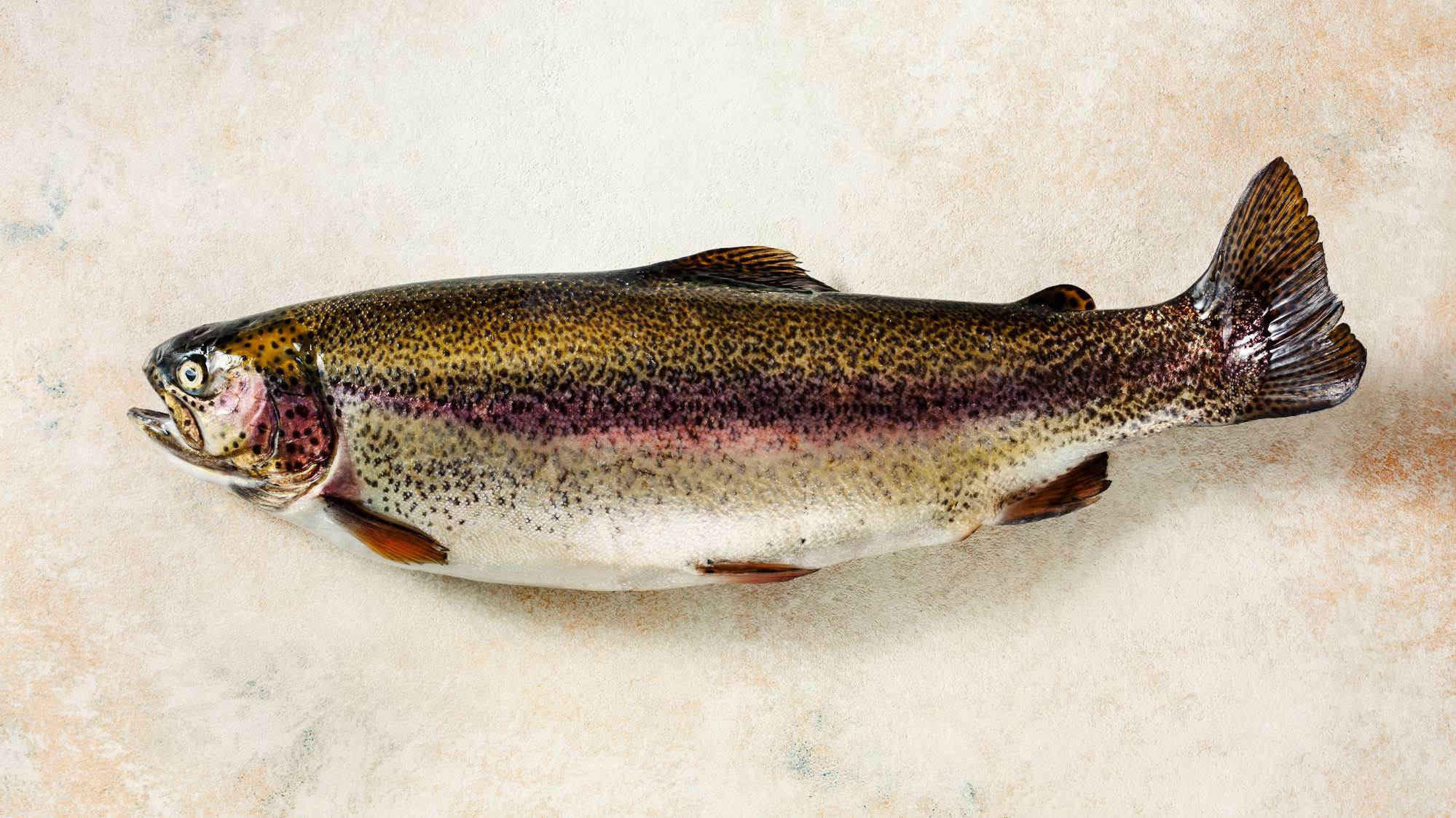 What Fish Did The Cherokee Eat - Infoupdate.org